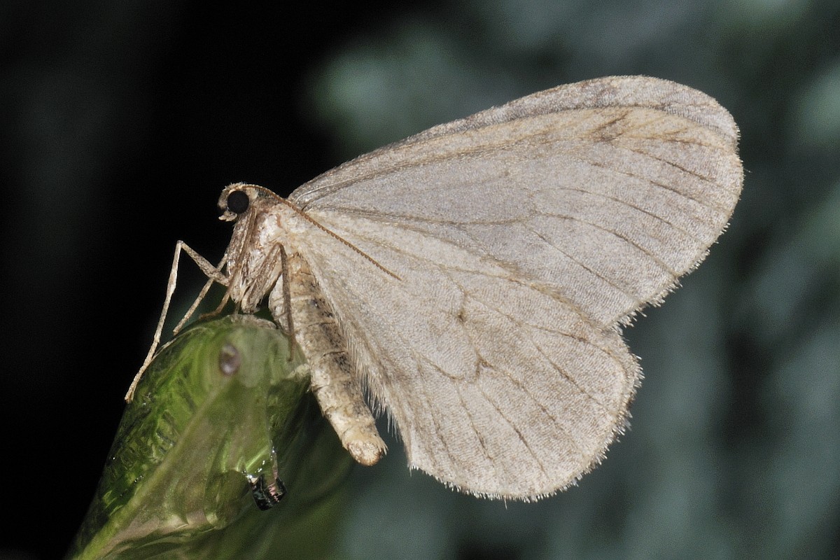 Operophtera Brumata Winter Moth